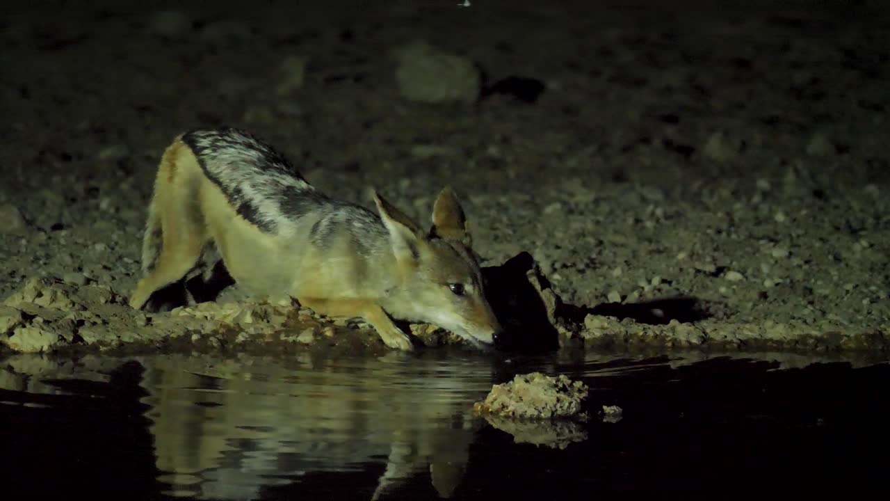 A timid black backed jackal comes to drink at a waterhole at night in ...