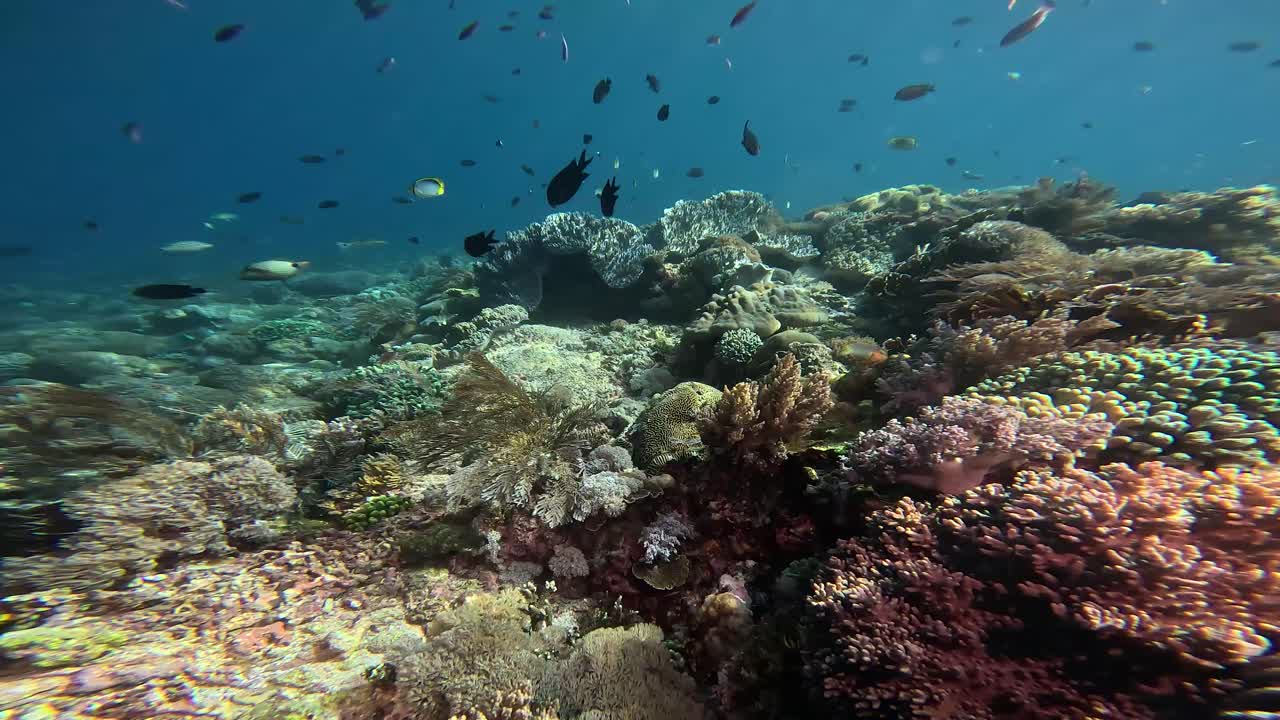 Premium stock video - Busy tropical coral reef with different fish in ...