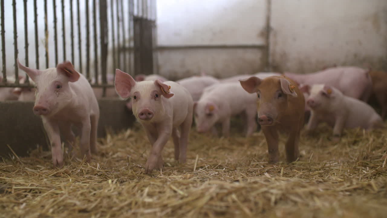 Free stock video - Pigs on livestock farm pigs farm livestock farm ...