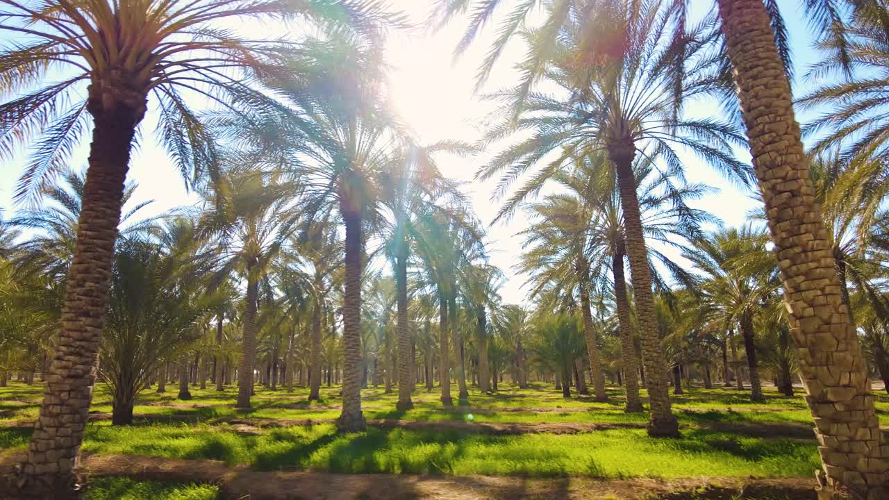 Premium stock video - Date palm plantation deglet nour with sun rays in ...
