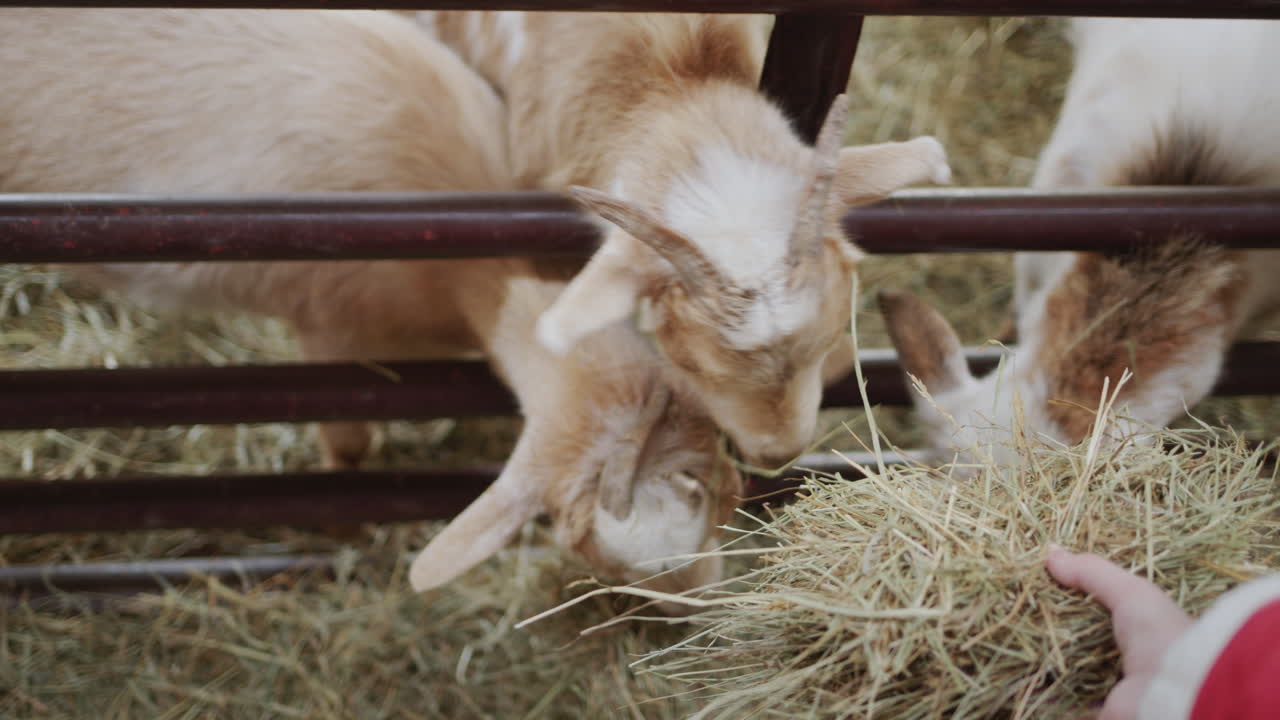 The farmer feeds the goats, gives them hay from his hand Premium Stock ...
