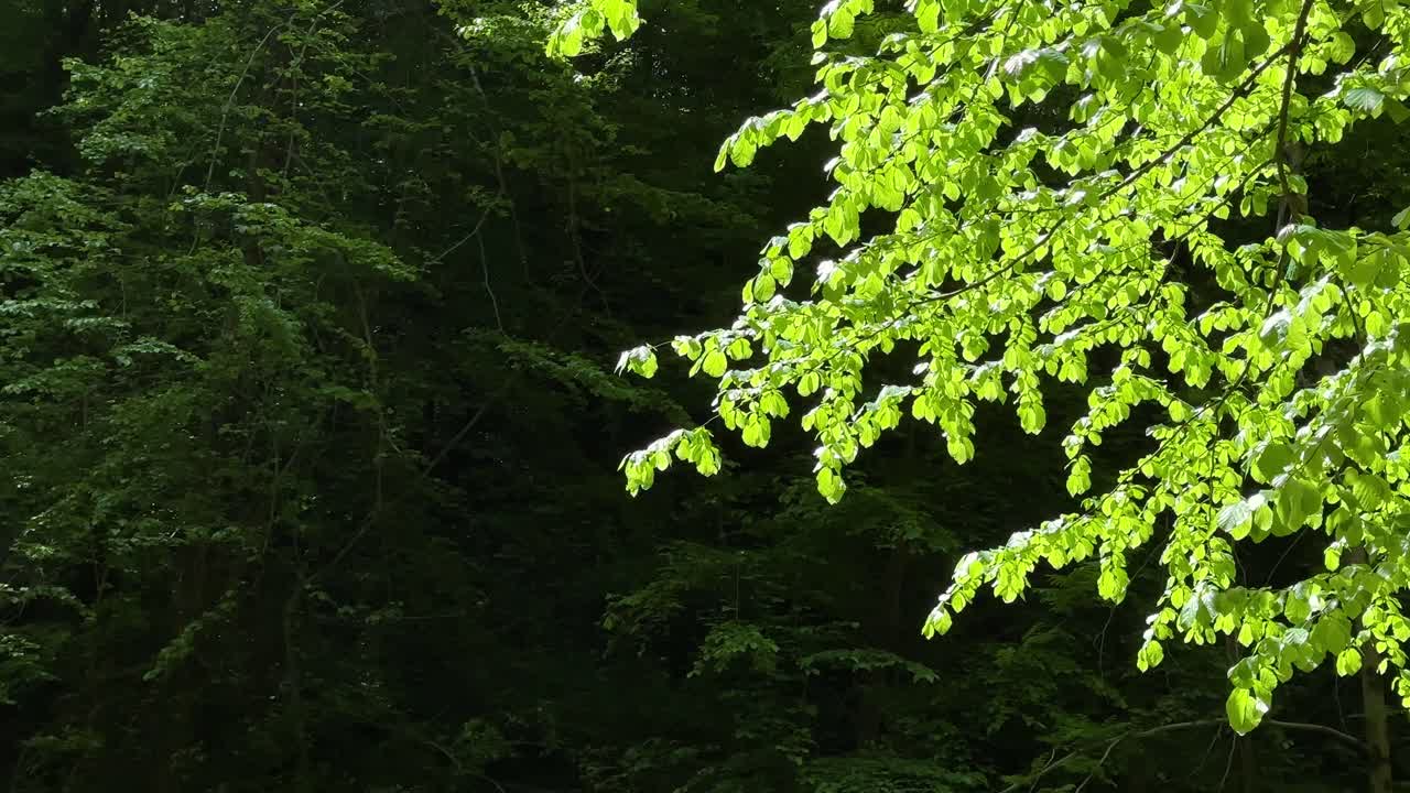 Premium stock video - Deep forest green tree in woods hyrcanian broad ...