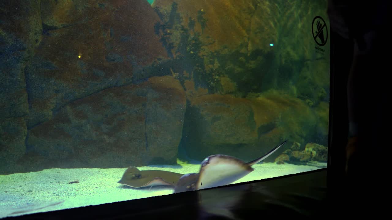 Premium stock video - Handheld group of manta rays trapped in a fish ...