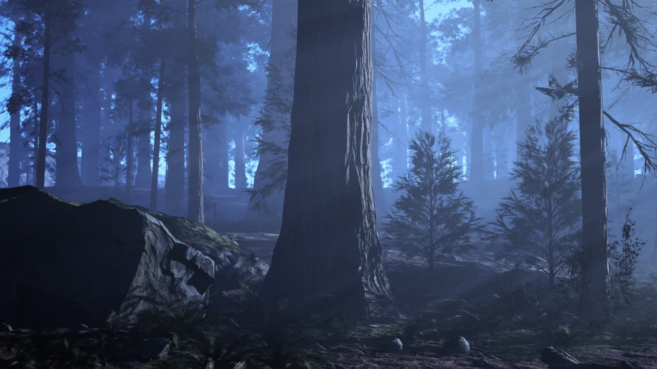 Mystical redwood forest at night Premium Stock Video Footage
