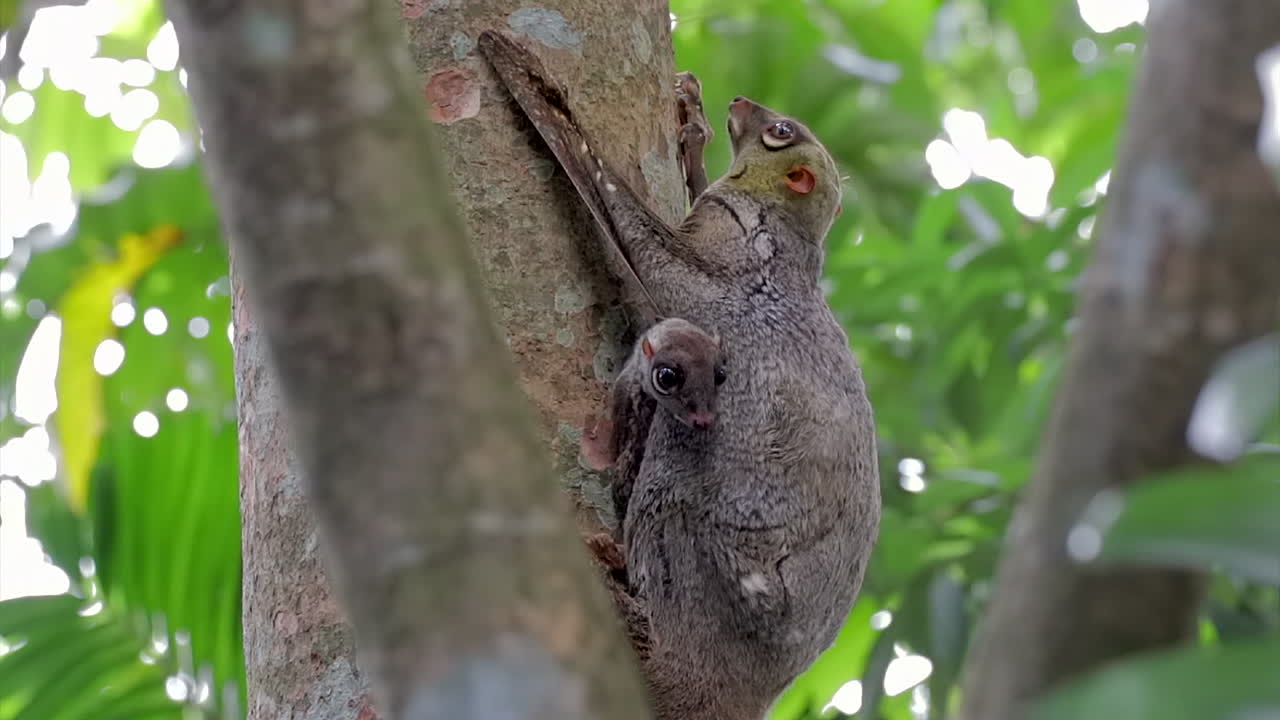 Premium stock video - Flying lemur or colugo with baby