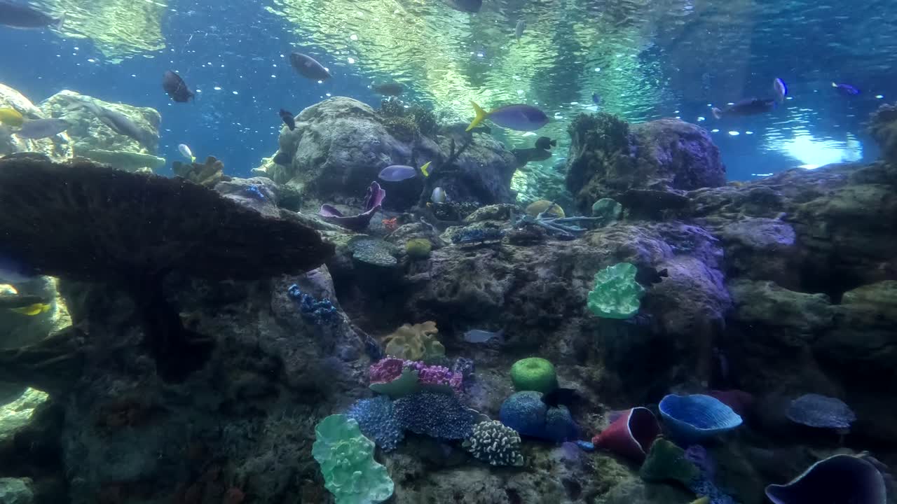 Colorful aquatic animals swimming in a coral reef tropical paradise at ...