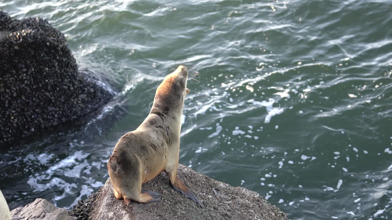 Premium stock video - Baby sea lion jumping off a rock and diving under ...