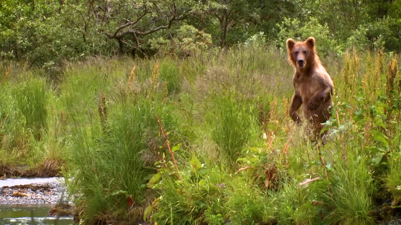Adult kodiak bear (ursus arctos middendorffi) crosses stream to ...