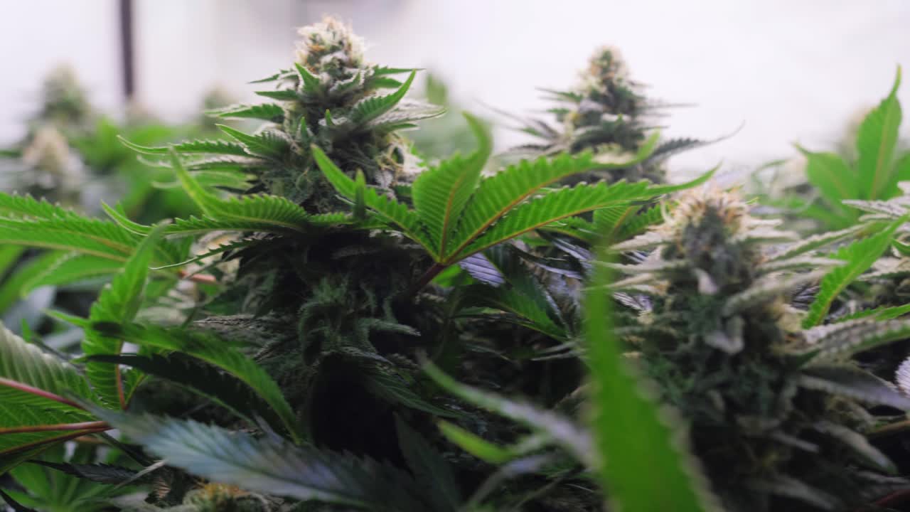 Premium stock video - Slow motion shot of a cannabis plants growing in ...