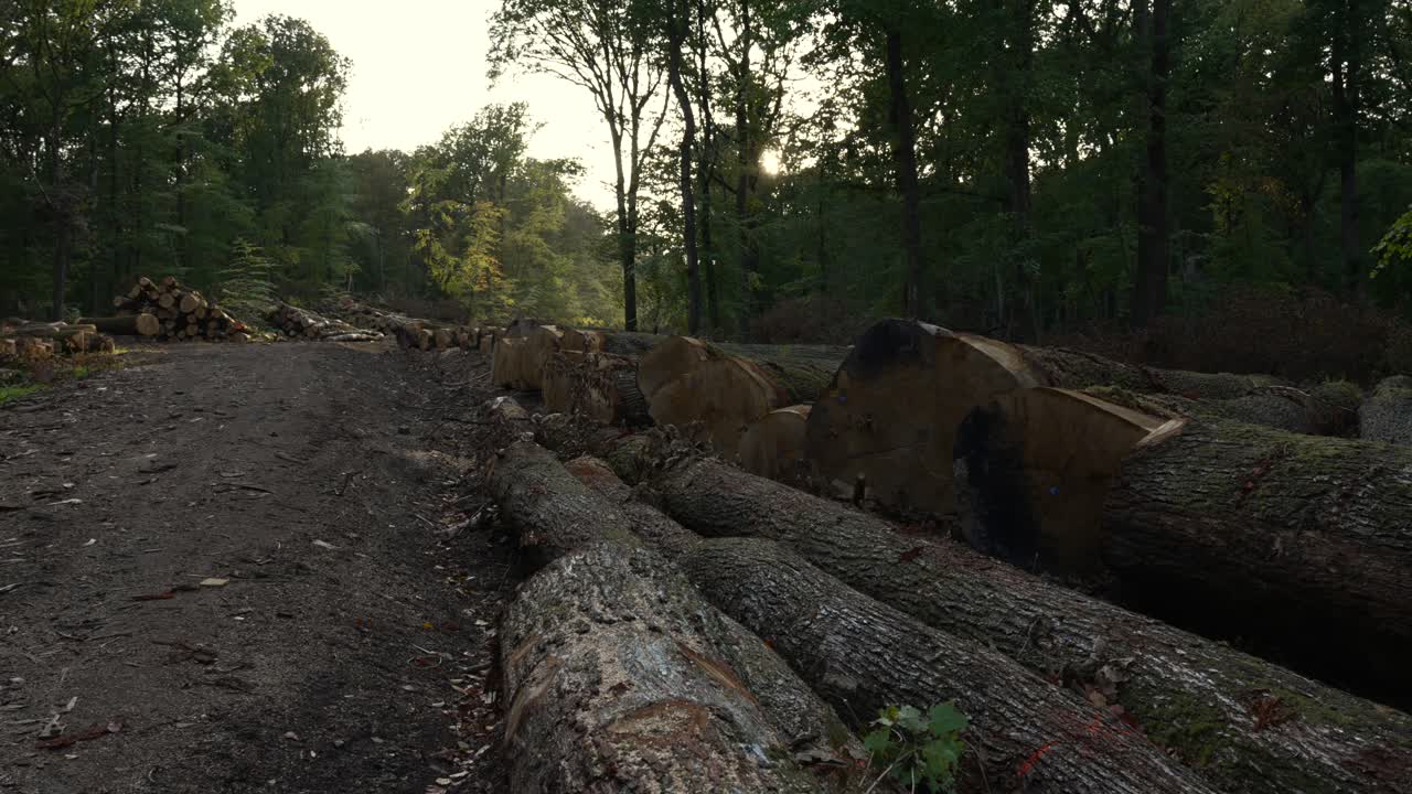 Premium stock video - Deforestation, cut down timber piled up in the ...