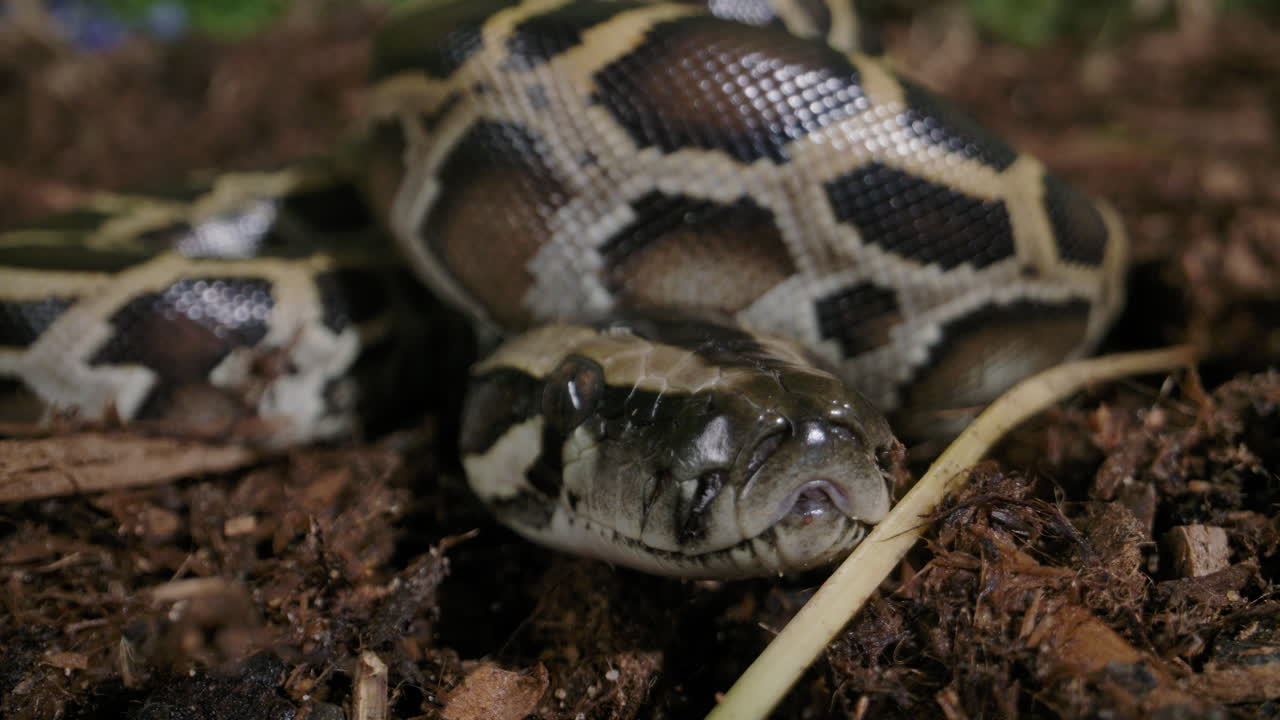 Premium stock video - Extreme close up of a burmese python baby freshly ...