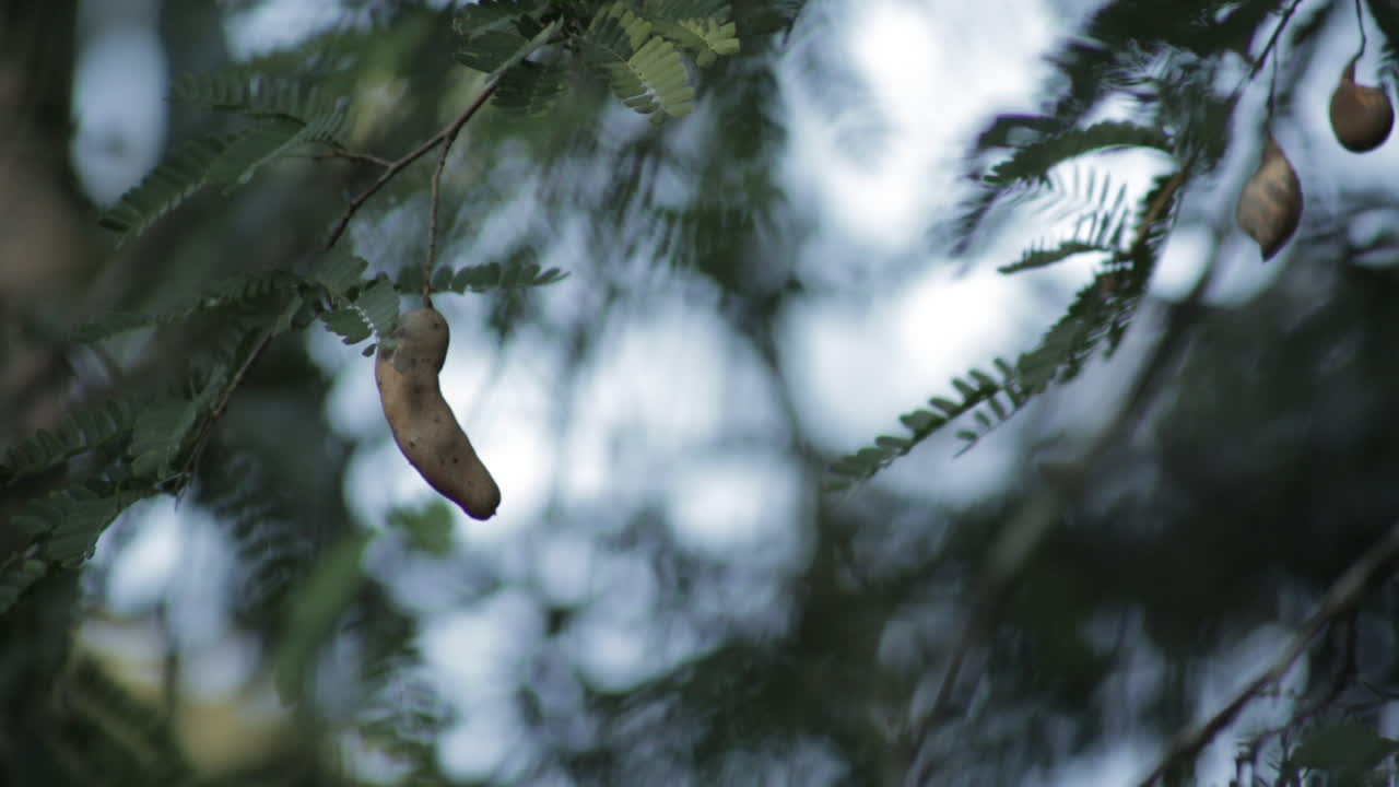 Close up static shot of tamarindus fruit pod on tree Premium Stock ...