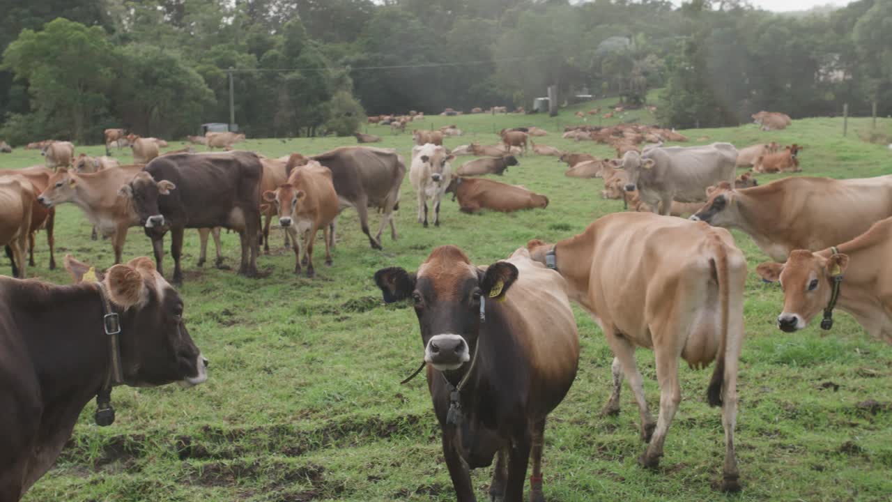 Wide pan of jersey and swiss brown cows in a paddock Premium Stock ...