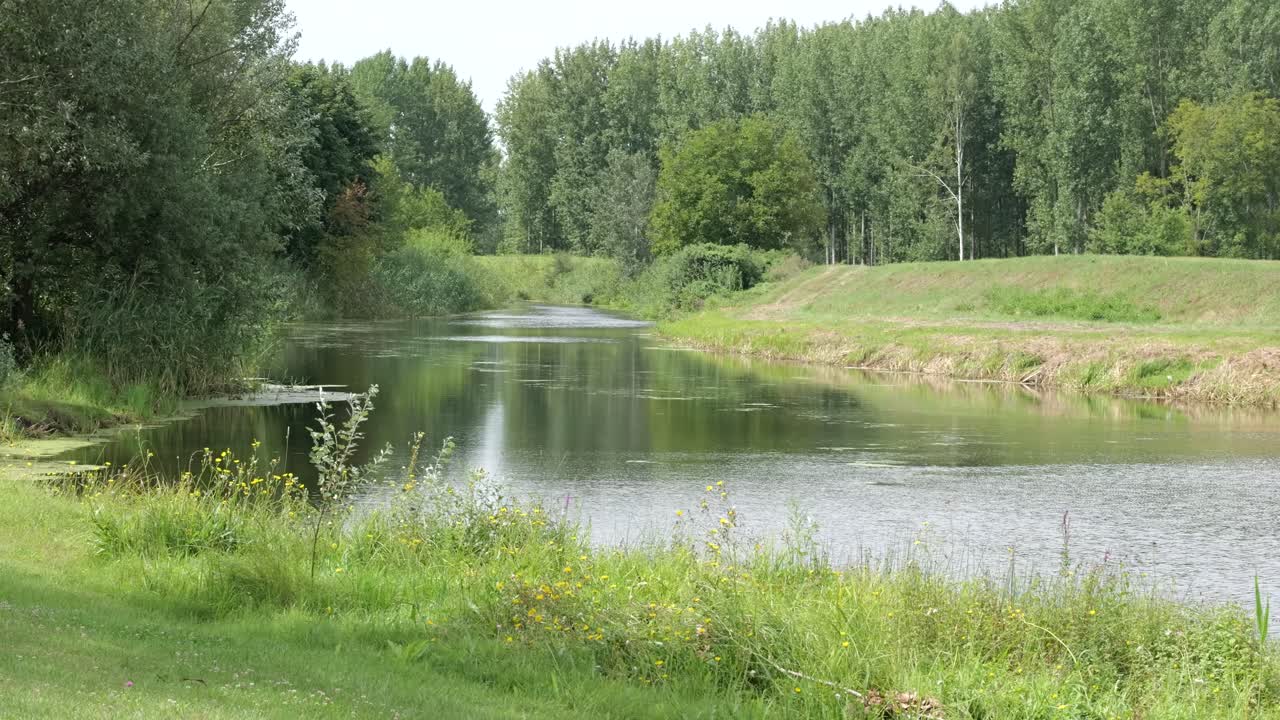 river in the forest with dense green trees in summer | freepik