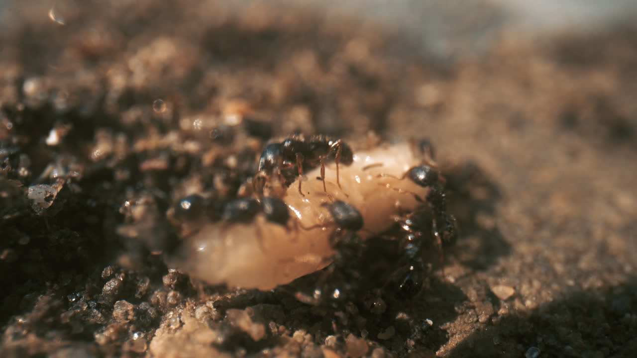 Black ants moving a grub, macro close-up | Premium Stock Video Footage
