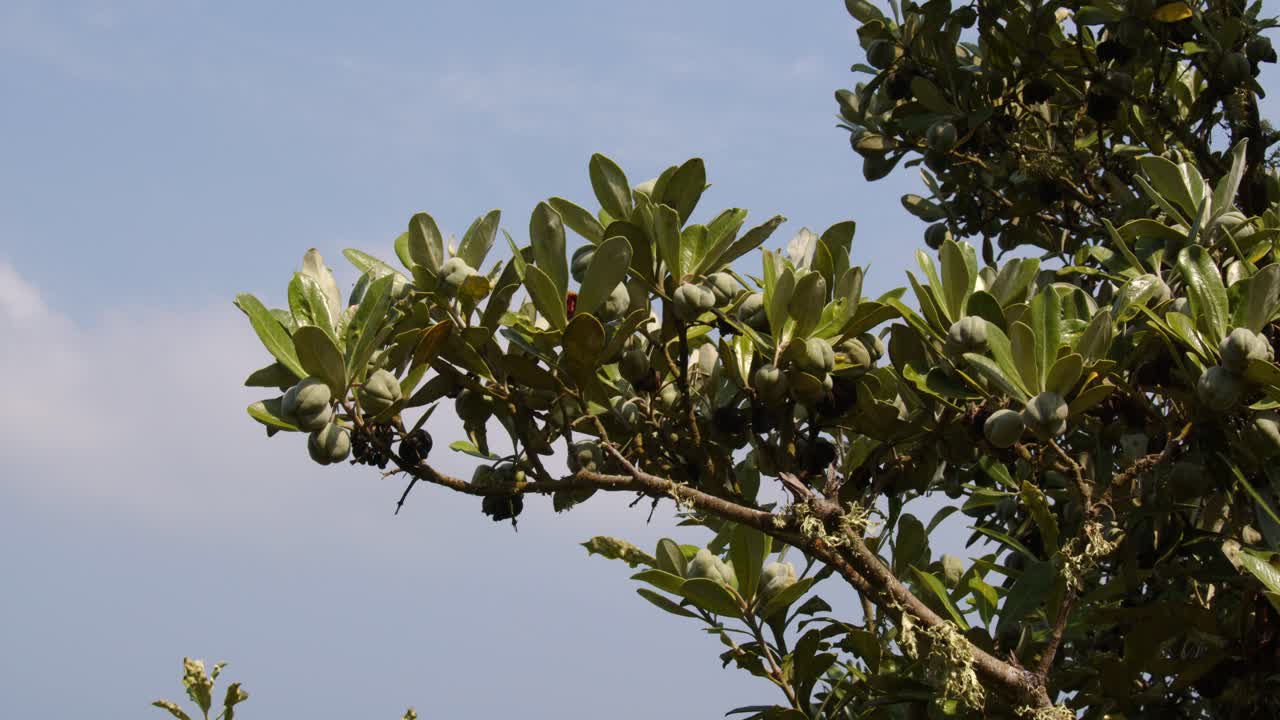 Mid shot of karo pittosporum crassifolium seed pods on the island of st ...