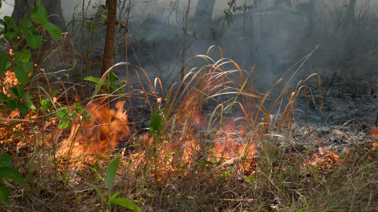 Bushfire in the Australian outback. Smoke and flames. Clip 26 | Premium ...