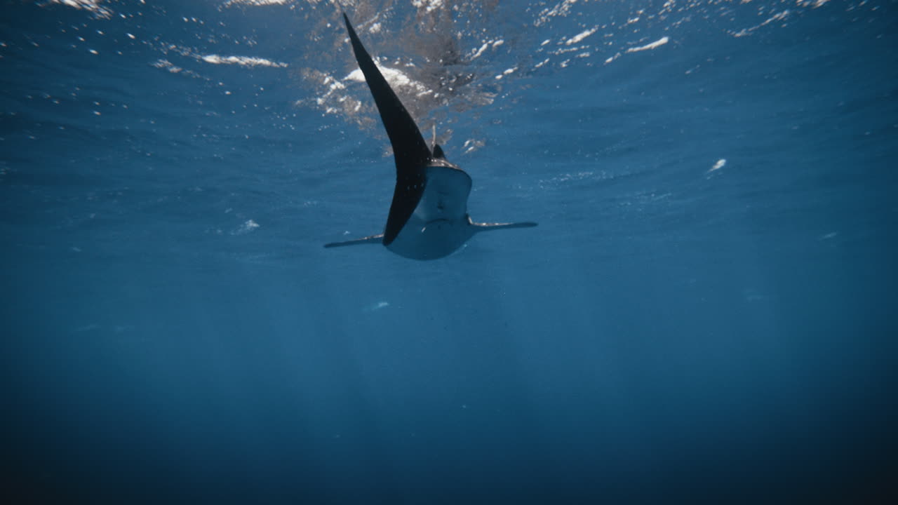 Premium stock video - Low angle view look up to rear of whale shark in ...
