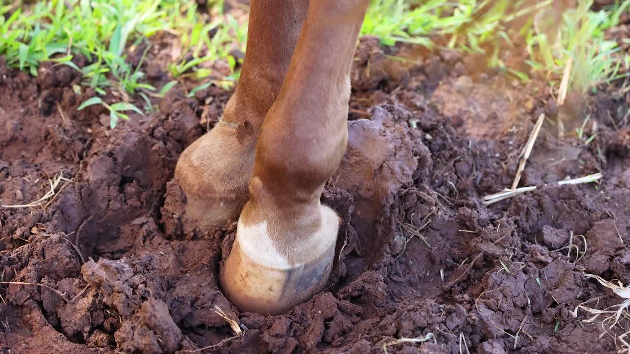 Close-up of horse hooves stomping on muddy ground in a farm setting ...