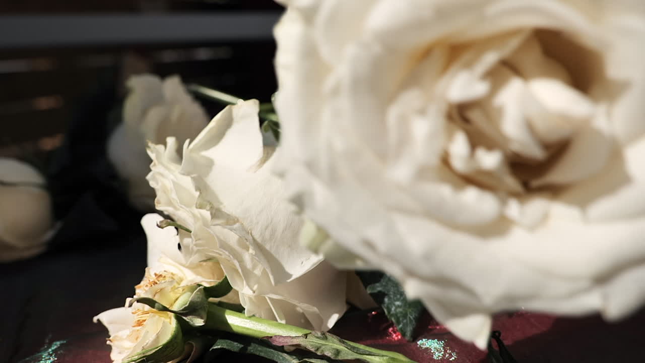 White Roses Falling In Slow Motion Free Stock Video Footage Download Clips