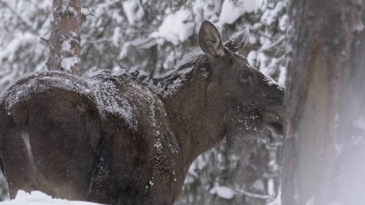 Premium stock video - Scared moose fleeing and checking danger from ...