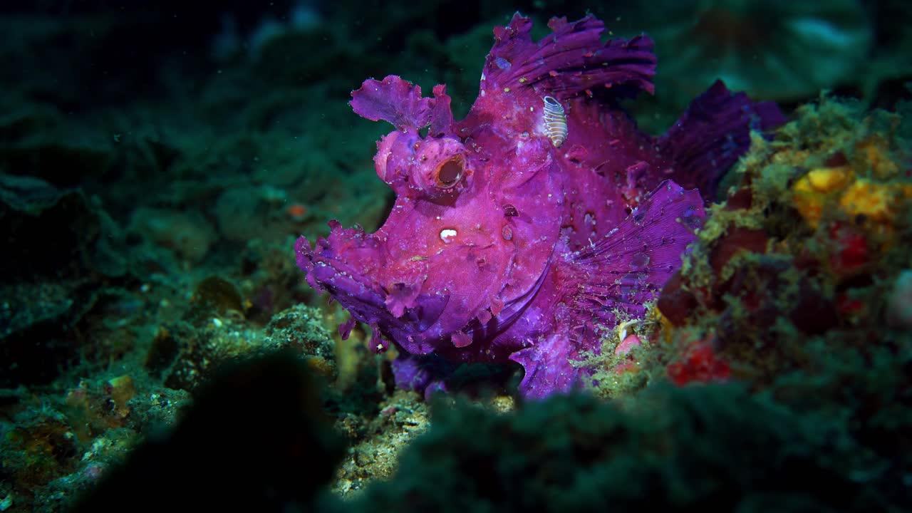 Premium stock video - Rhinopias frondosa purple weedy scorpionfish with ...