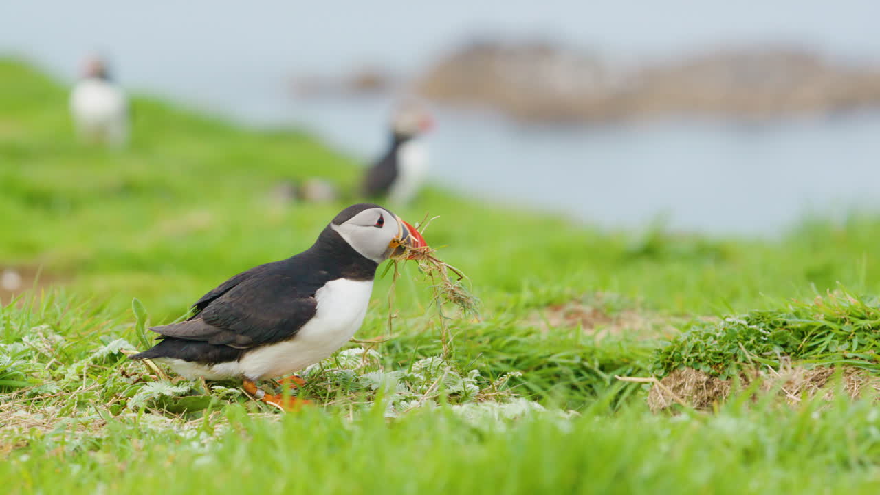 Premium stock video - Atlantic puffin trying to fly away with nesting ...