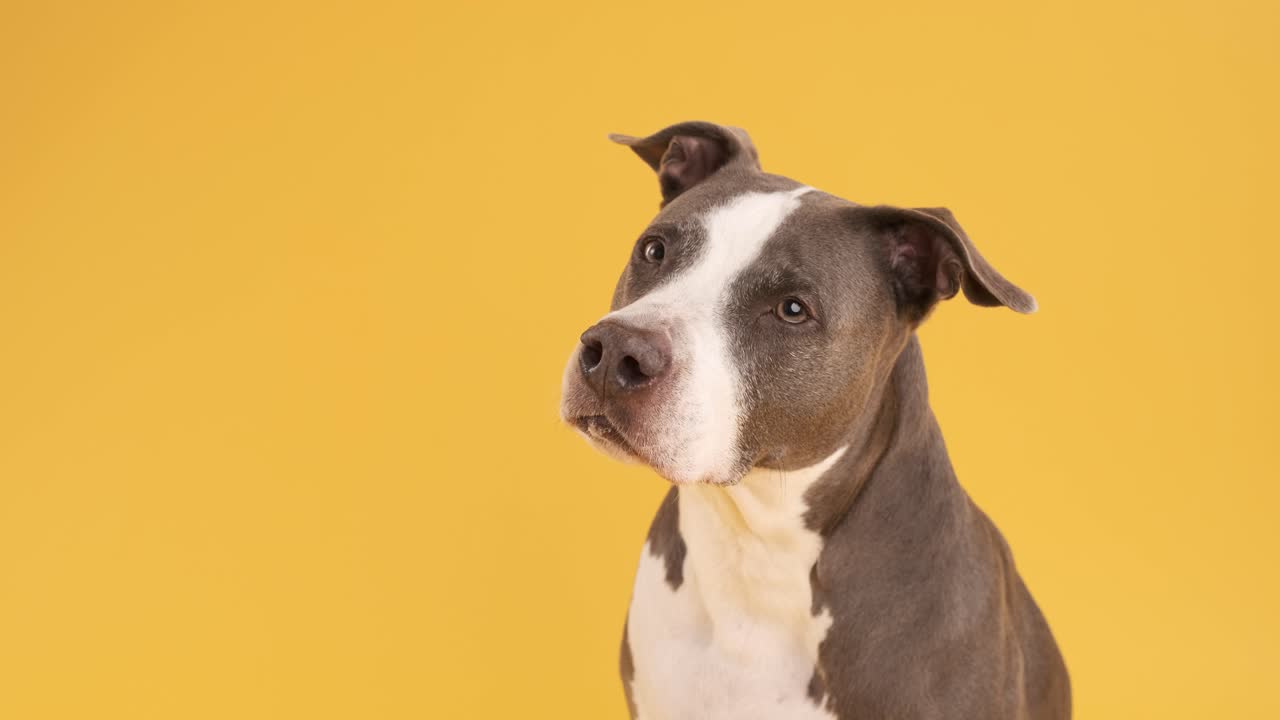 Curious Pit Bull Blue against a yellow Background | Premium Stock Video ...