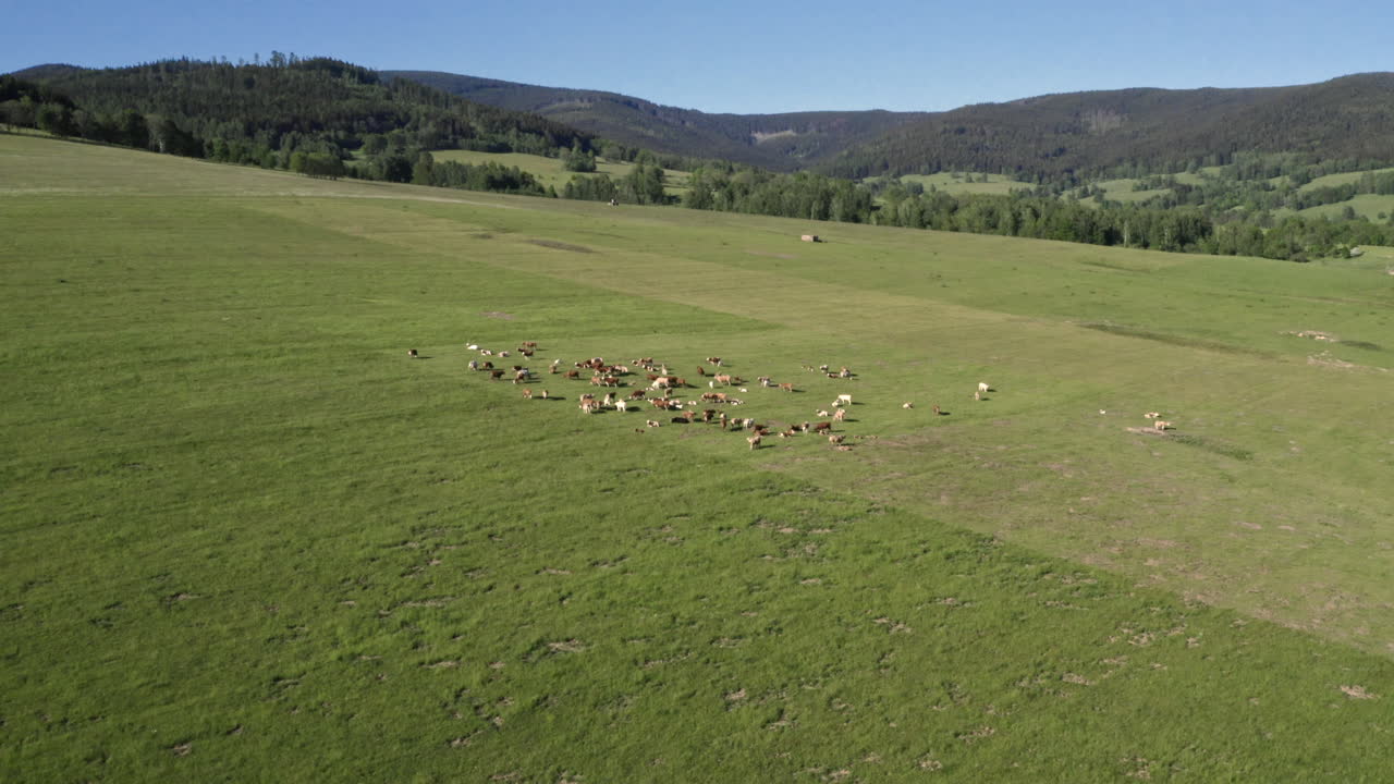 Vidéo de stock Premium - Zoom photo aérienne 4k d'un troupeau de vaches ...
