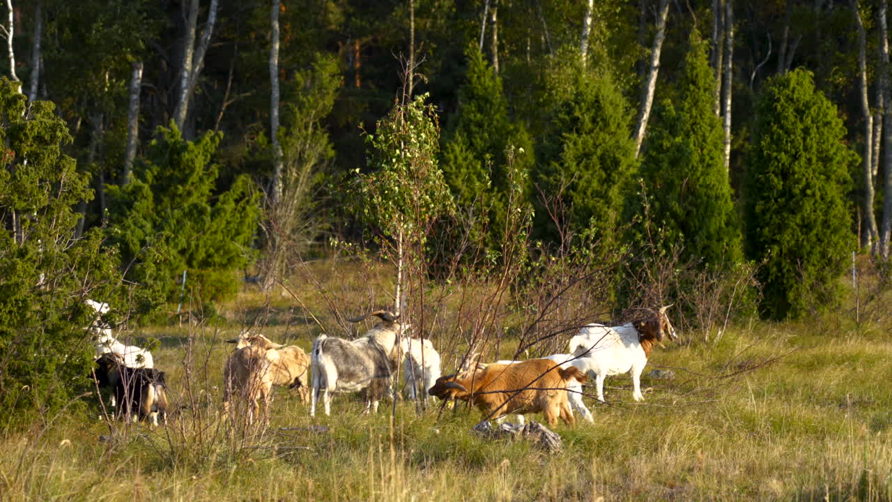 Goat Scratching Horns On A Tree Branch While Other Goats Grazing And ...