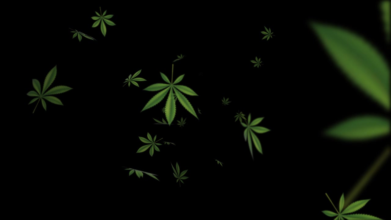 Falling Cannabis Leaves | Premium Stock Video Footage