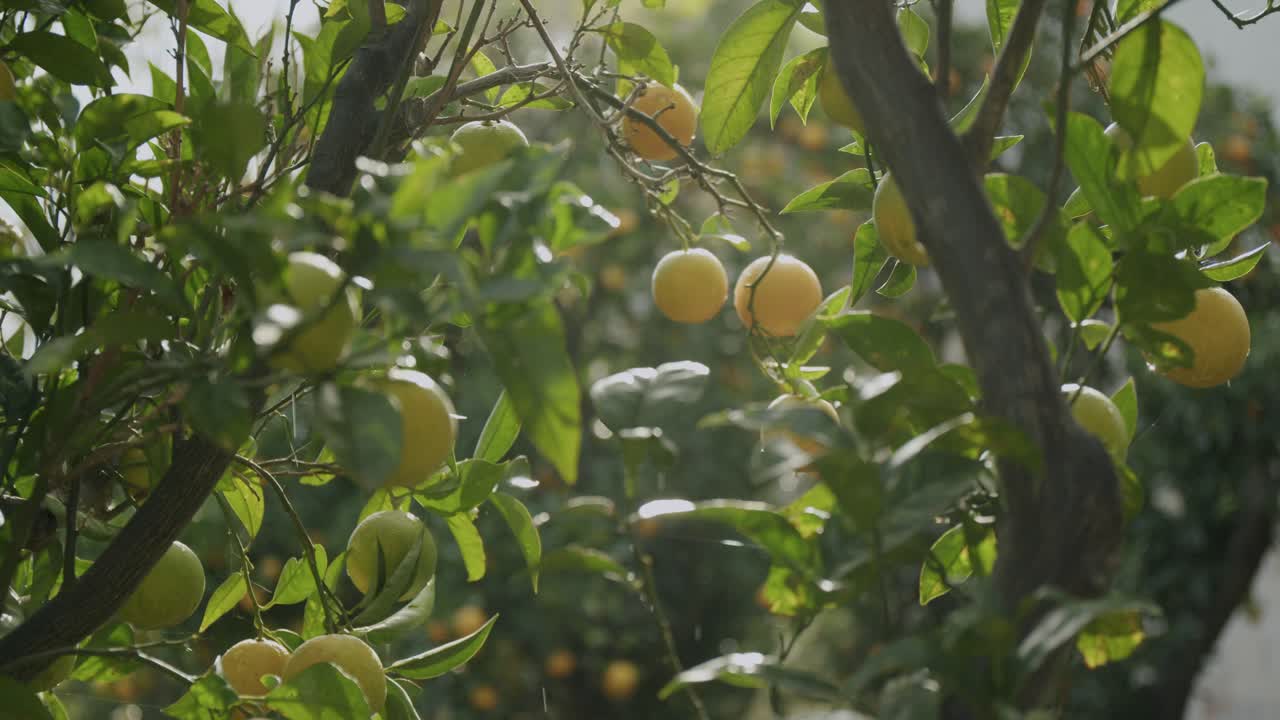 The first morning sun shines on some yellow oranges that wait to mature ...