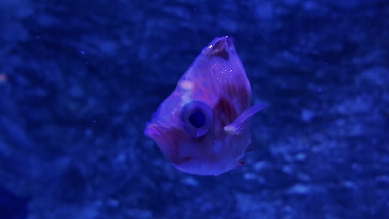 Single Boar fish aka Poisson sanglier by scientific name is capros aper ...