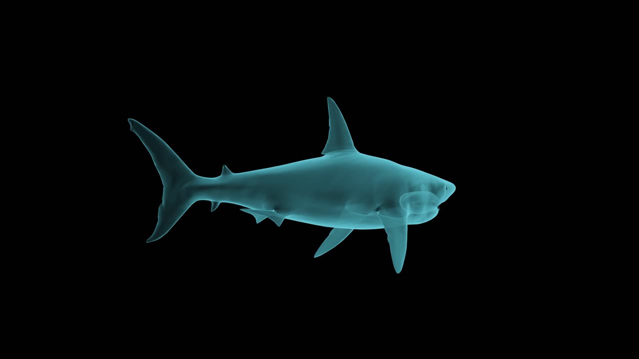 Premium stock video - Xray structure of shark in holographic