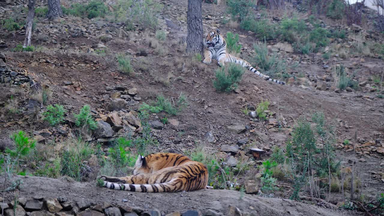 2 tigers resting on top of the mountain during the foggy morning Premium Stock Video Footage