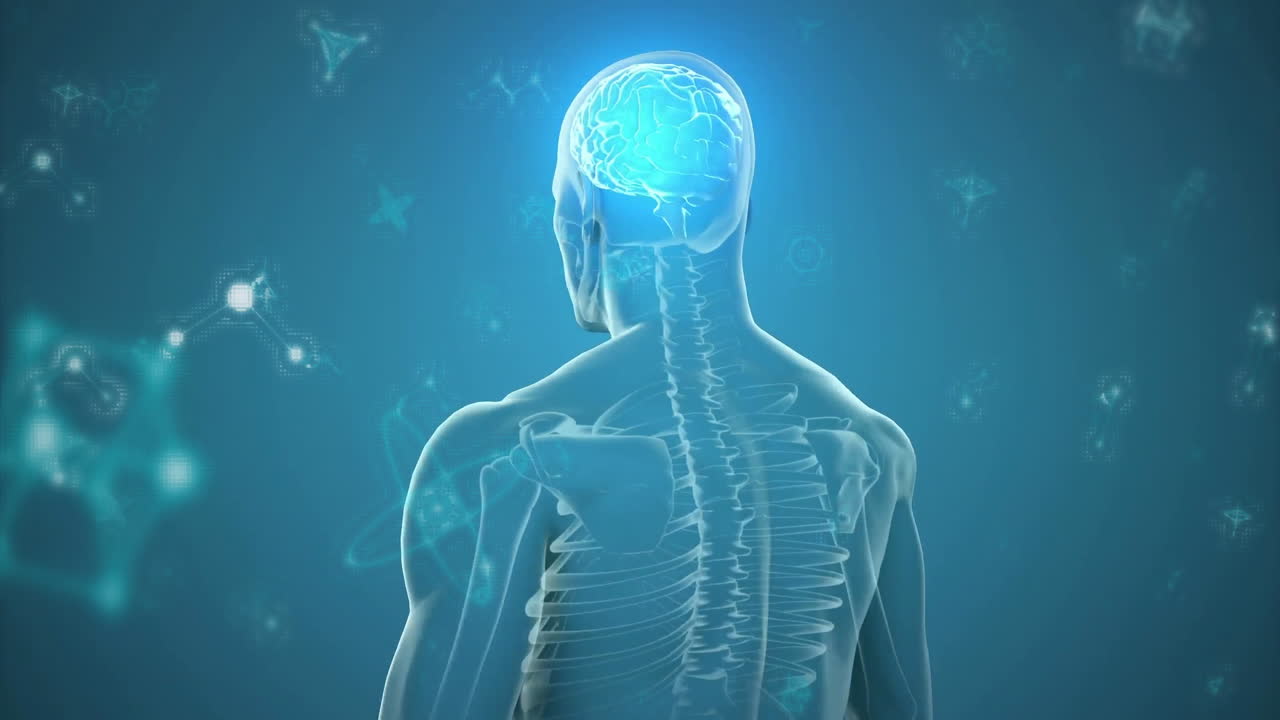 Animation of human skeleton with glowing brain and spine on blue ...