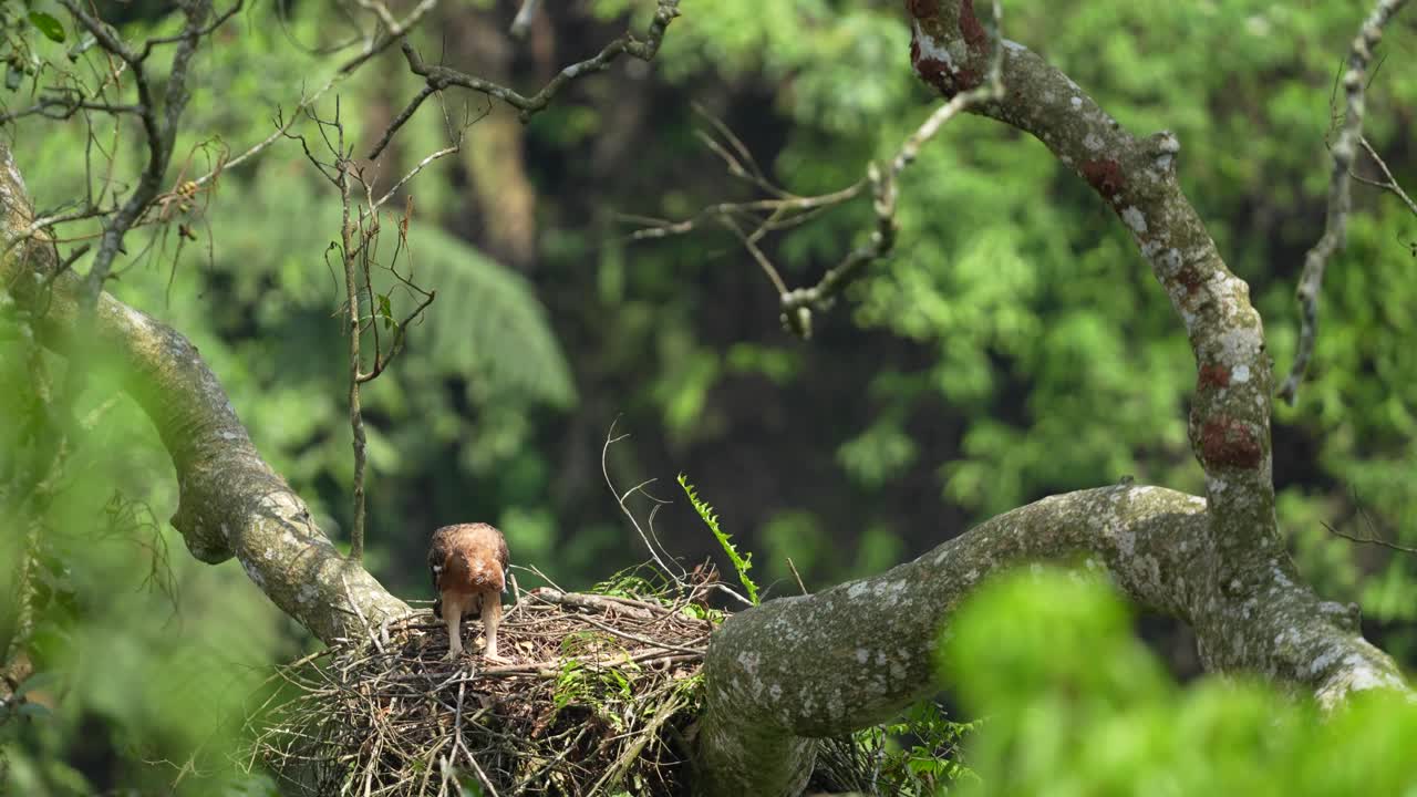 Premium stock video - A javan hawk-eagle chick that is starting to grow ...