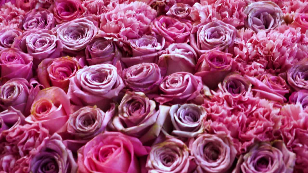Premium stock video - Natural roses background closeup