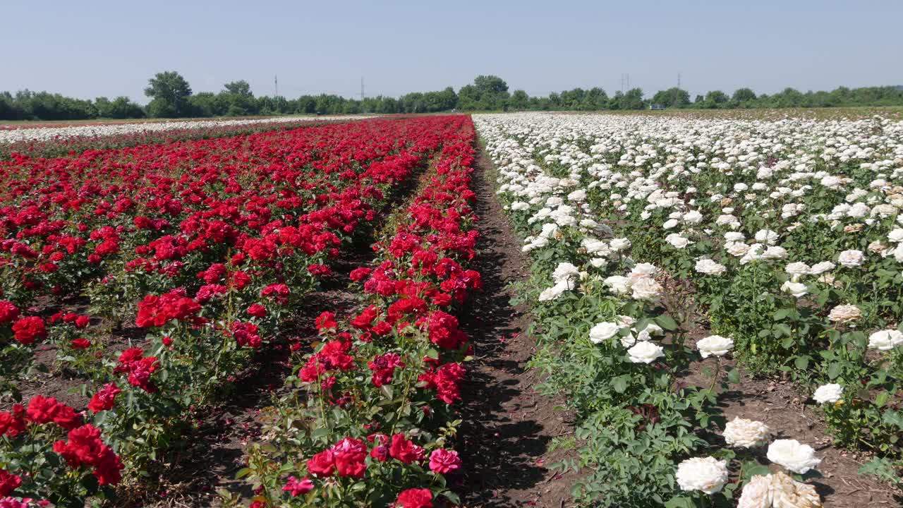 Premium stock video - Breeding farm for roses. breeding roses