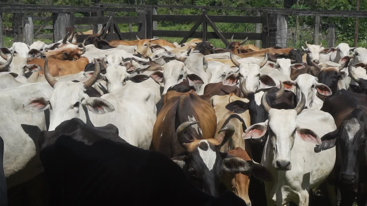 Premium stock video - Cattle in the corral. white crowded cows