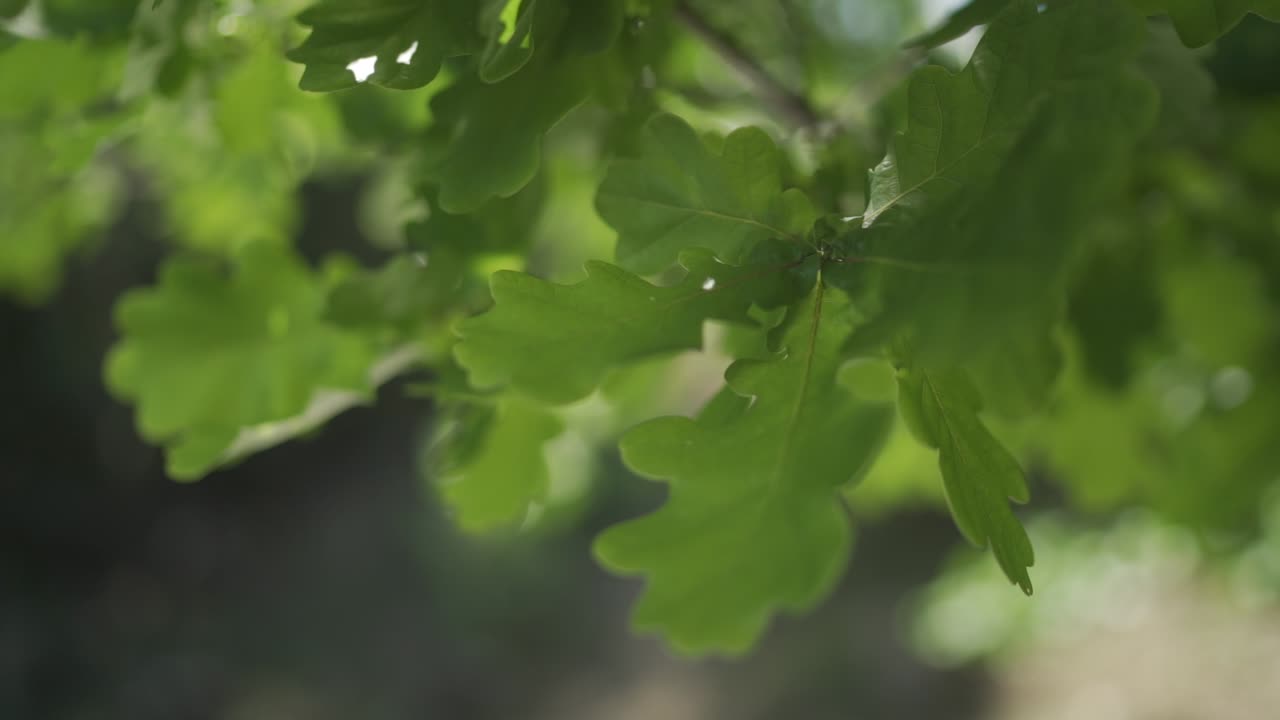 Premium stock video - Close up shot of beautiful green leaves blowing ...