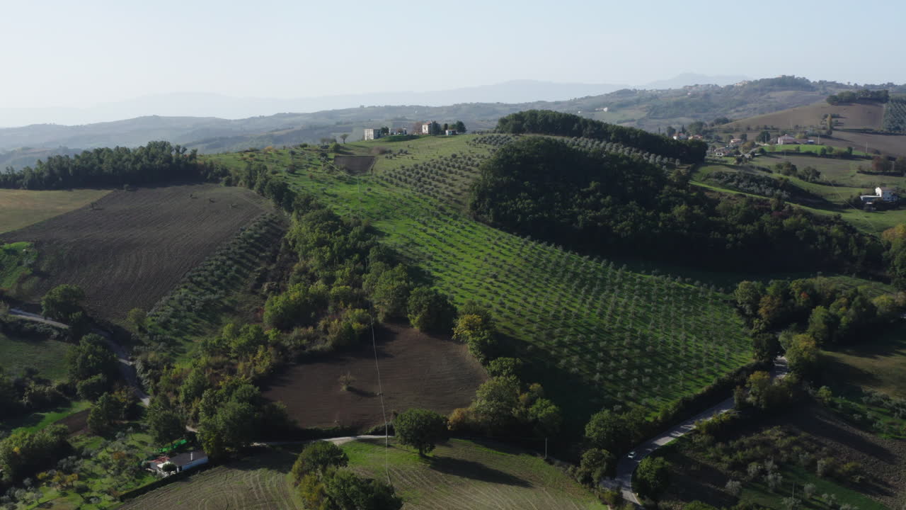 Aerial Orbiting Shot Of Olive Plantation On A Hill Near Fossalto Town ...