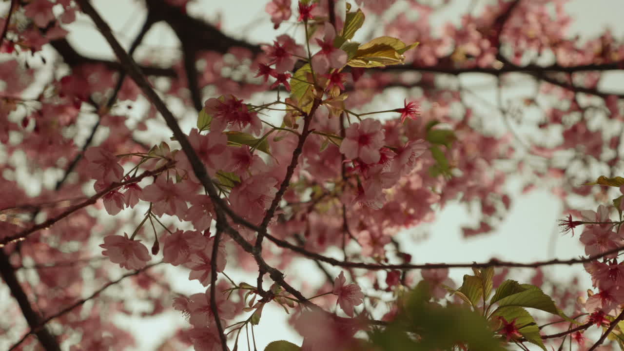 Premium stock video - Sakura cherry blossoms during spring in japan