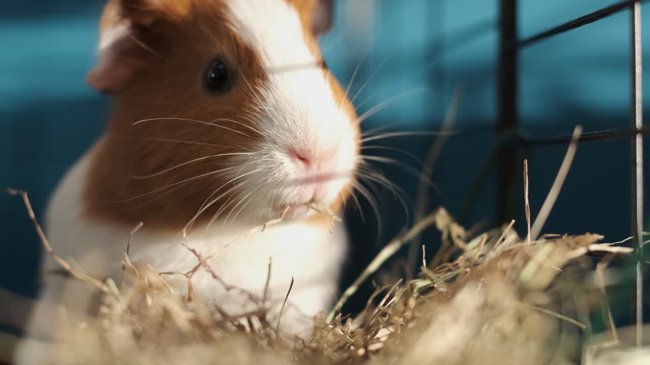 Premium stock video - Guinea pig eating hay with blue background