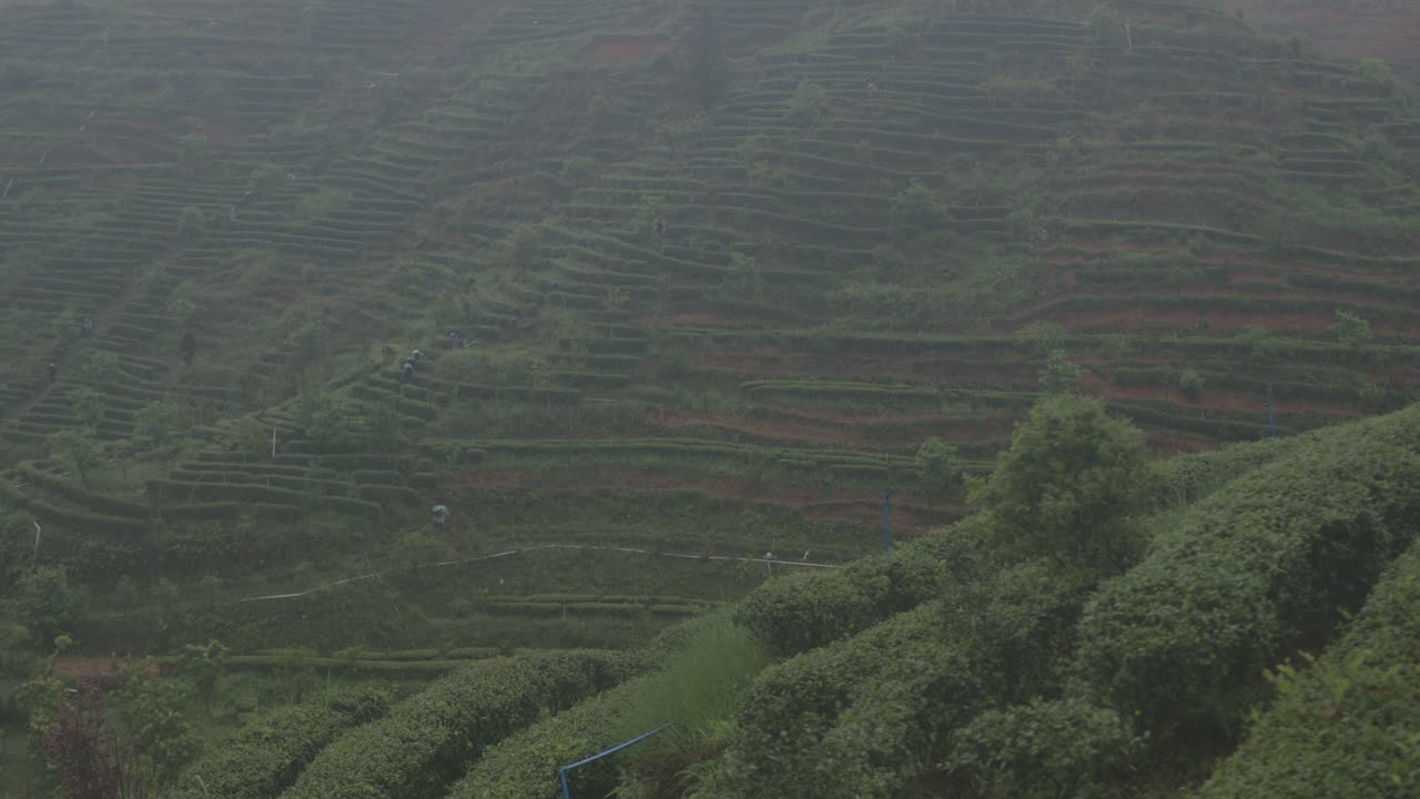 Chinese Tea Plantation Farmers Walking Down The Slope Of Tea Terraces ...
