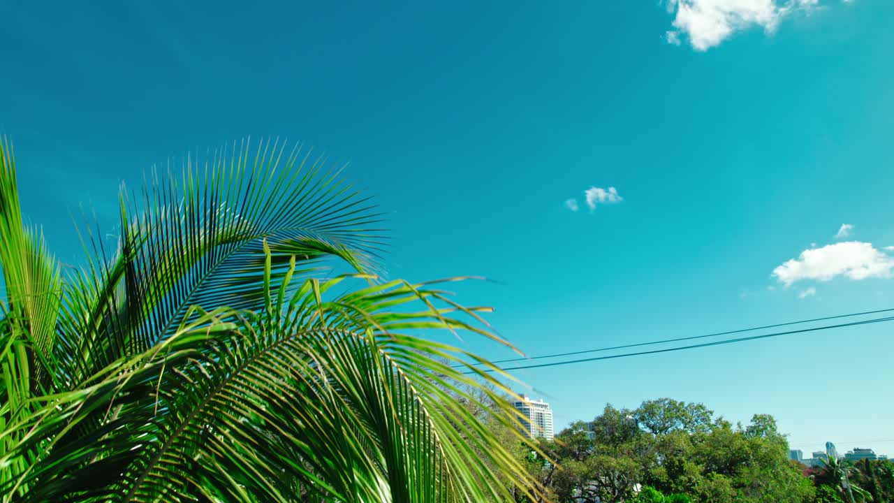 revealing north miami skyline with iconic coconut palm tree in ...