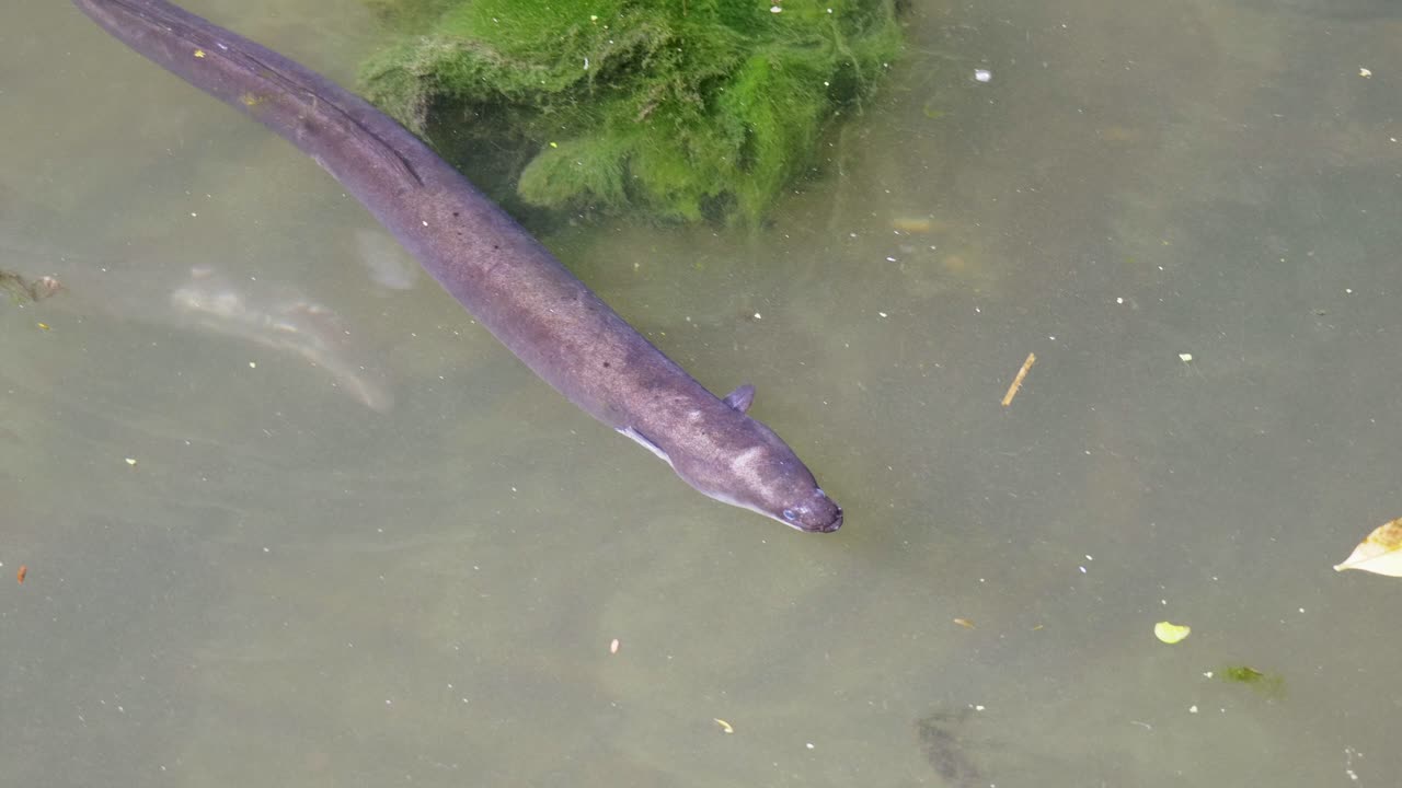 Premium stock video - Close up of big native eels in new zealand ...
