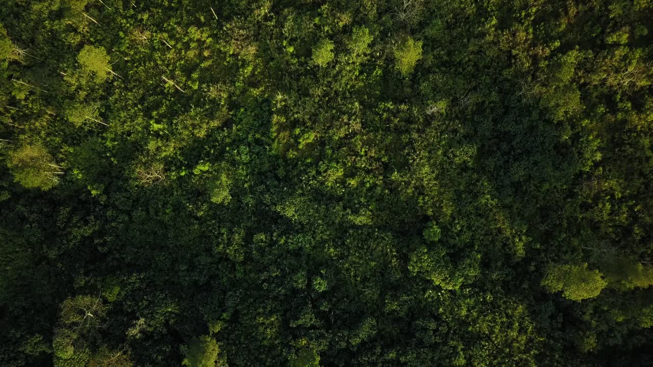 Free stock video - Vegetation on the slope of merapi volcano central