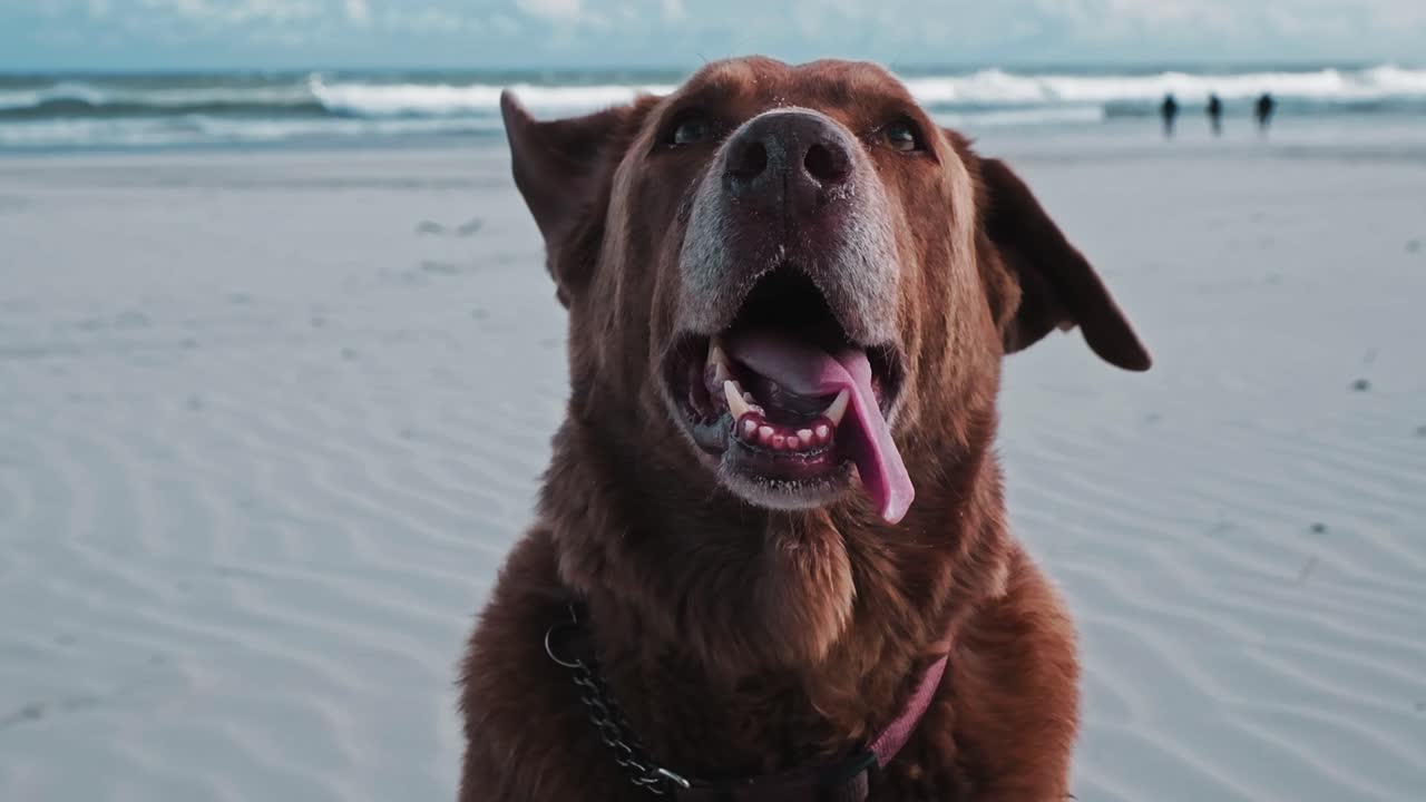 A happy and cute brown labrador dog on the beach with flappy ears and ...
