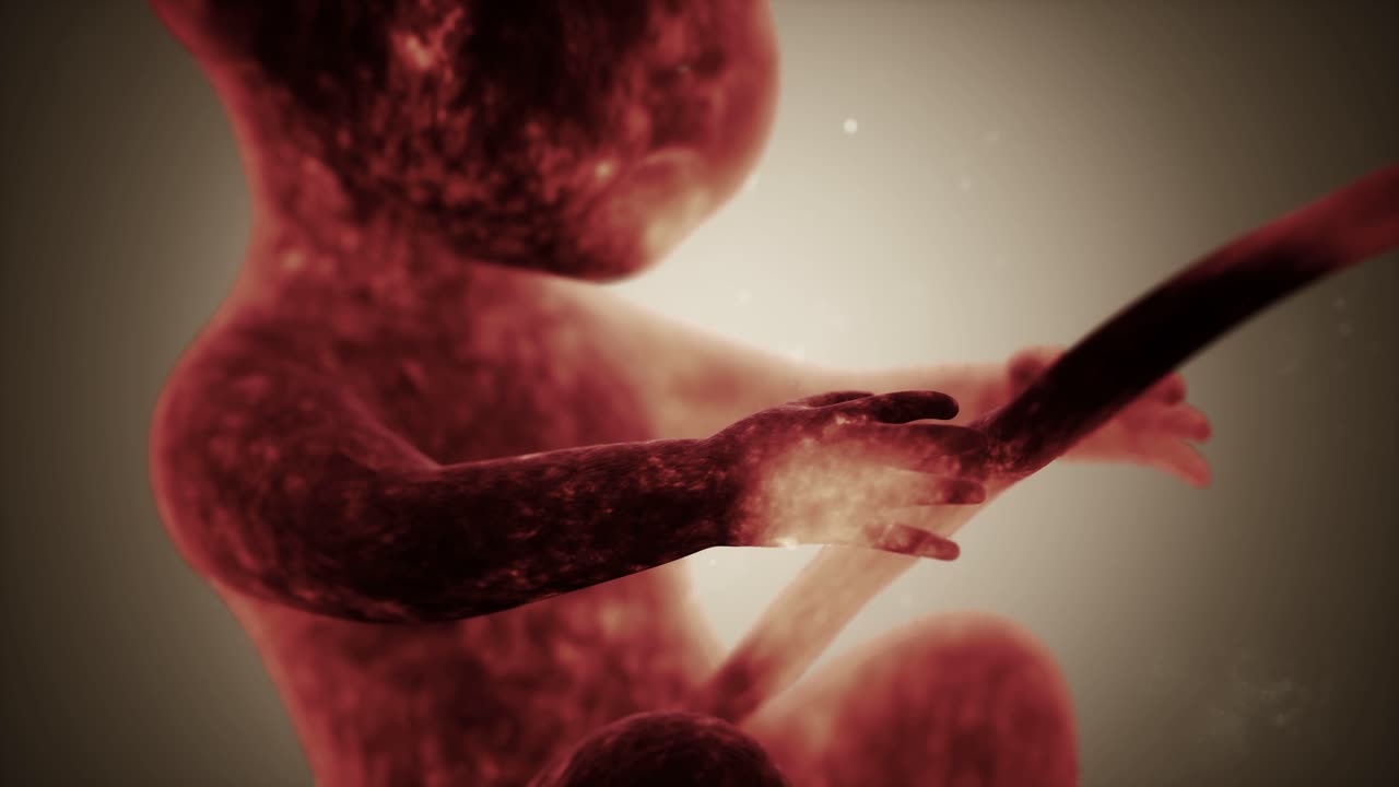 Medical 3d Animation Of A Human Fetus, Motion Graphics Presenting ...